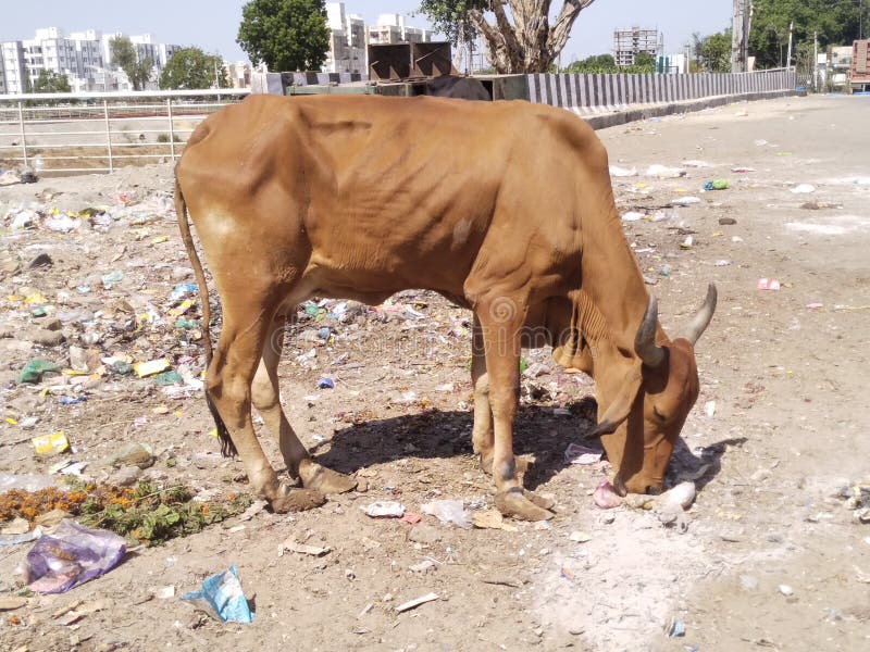 Indian local cow stock image. Image of cattle, safari - 218806035