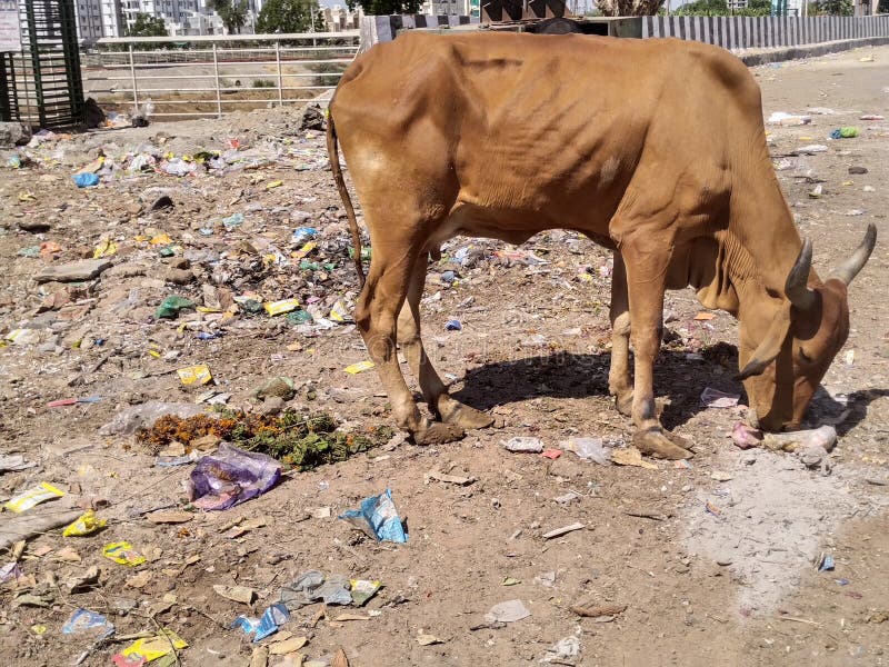 Indian local cow stock photo. Image of horse, goats - 218806044