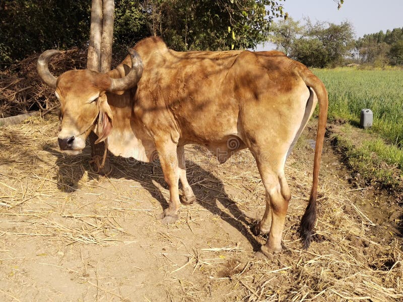 Indian local cow stock image. Image of cattle, horn - 212243723