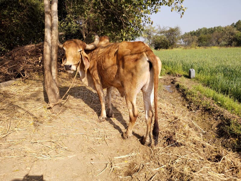 Indian local cow stock photo. Image of indian, pasture - 212243740