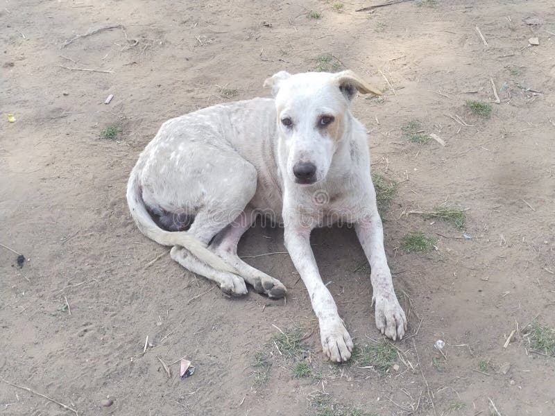 Indian local dog stock photo. Image of indian, vadodara - 237489970