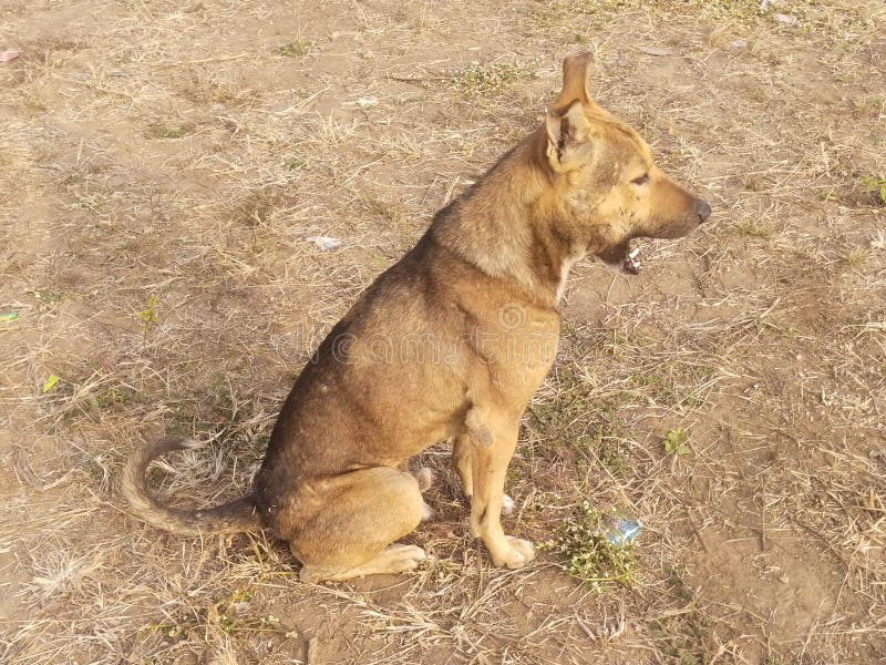 Indian local dog stock photo. Image of whiskers, wildlife - 237918264
