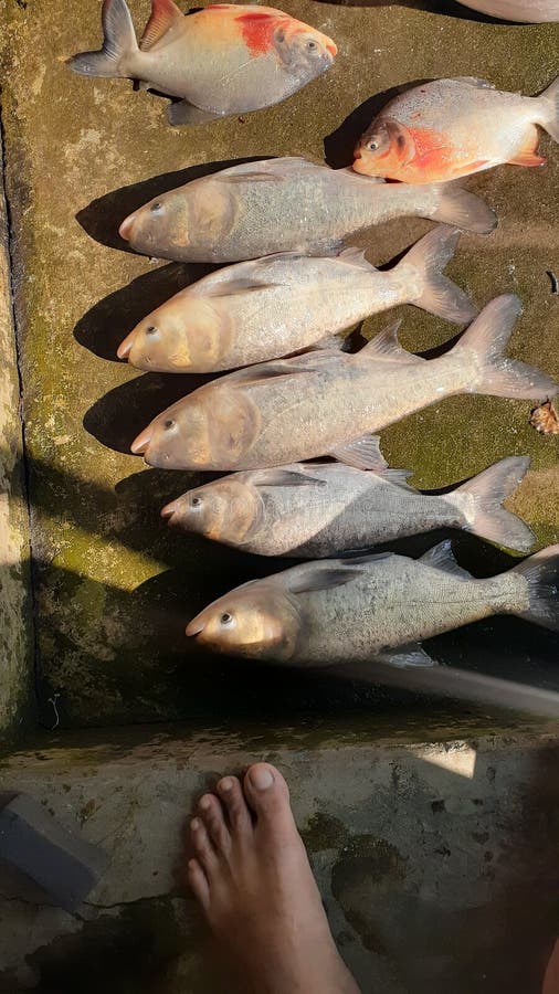 Indian Local Fish Name Bucket Stock Photo - Image of indian, fish ...
