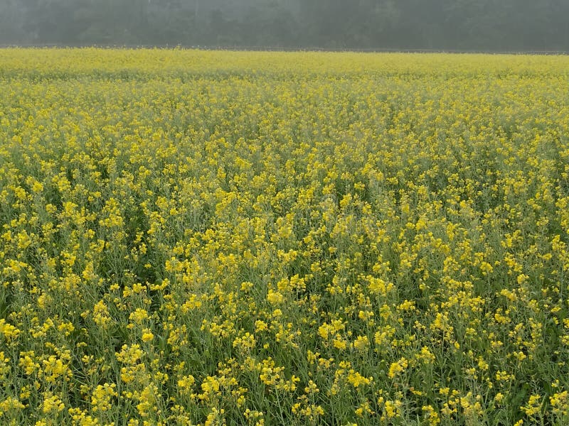 Musterd Oil Stock Photos - Free & Royalty-Free Stock Photos from Dreamstime