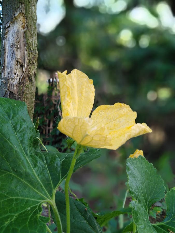 Indian Local Vegetable Rice Gourd Stock Photo - Image of kind ...