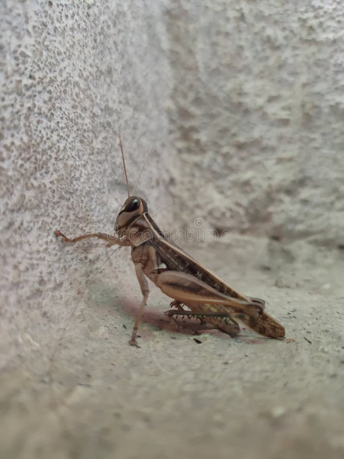 Indian locust png image stock photo. Image of locust - 221658180