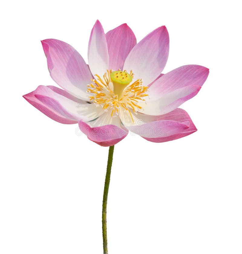 Indian Lotus: Biobased Showerhead? Stock Photo - Image of biobased ...