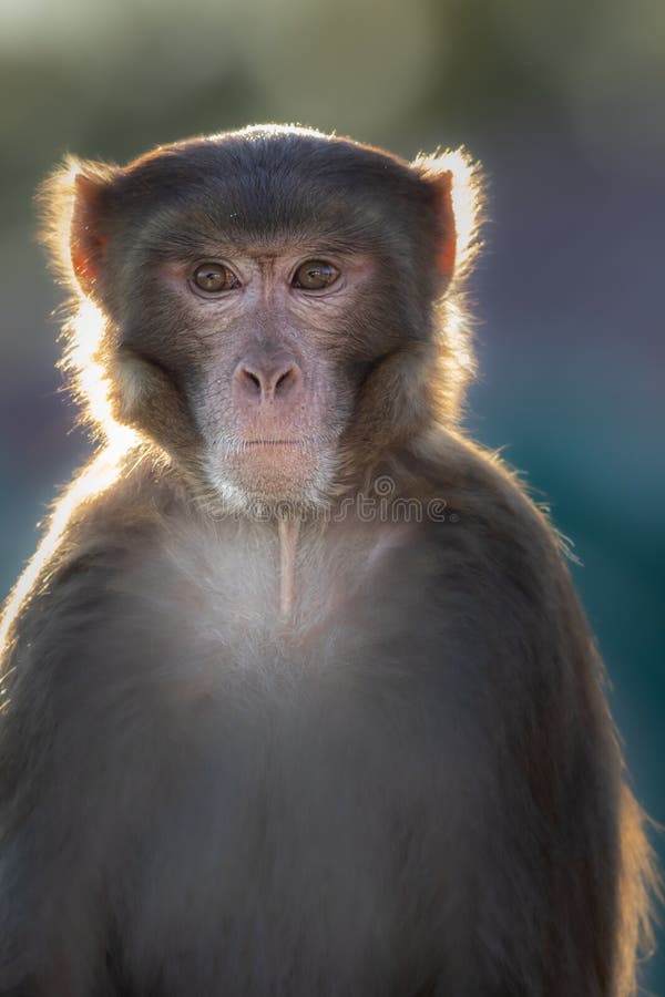 Indian Macaque Monkey Posing with Backlit and Great Facial Detail Stock ...