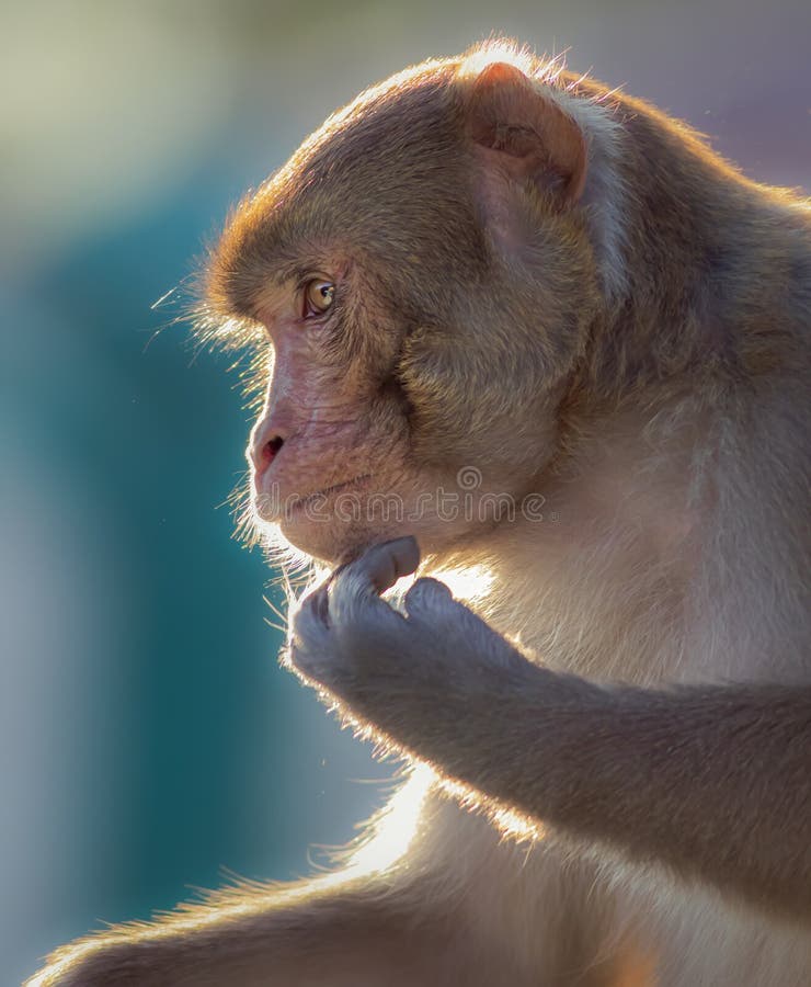 477 Macaque Monkey Posing Stock Photos - Free & Royalty-Free Stock ...
