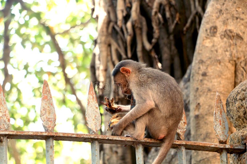Indian Macaque Monkey in Tamil Nadu, Madurai Stock Image - Image of ...