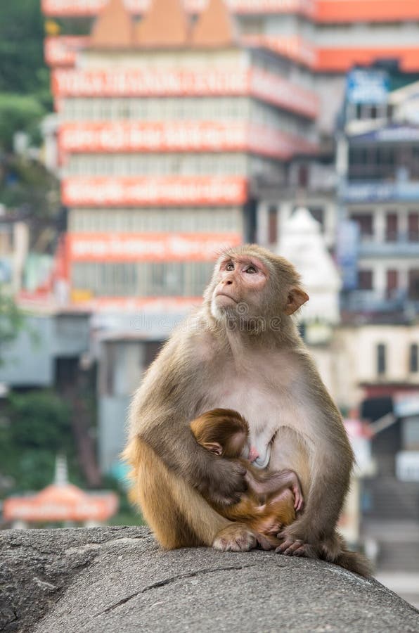 Indian Macaque monkeys stock photo. Image of animal, monkey - 58572044