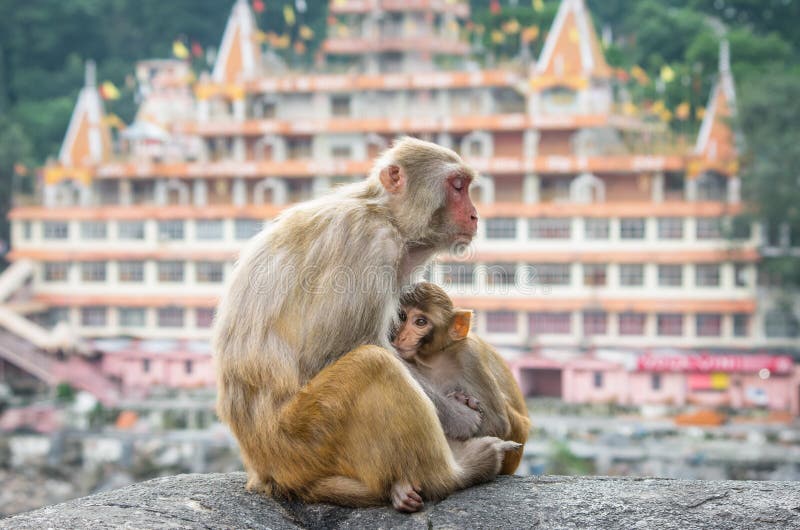 Indian Macaque monkeys stock image. Image of holy, mammal - 58572507