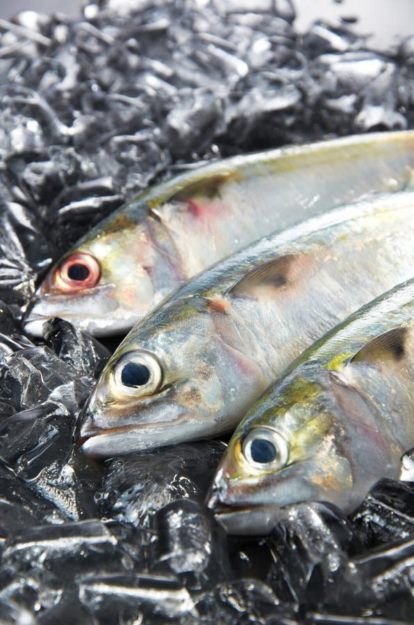 1+ Kembong Free Stock Photos - StockFreeImages