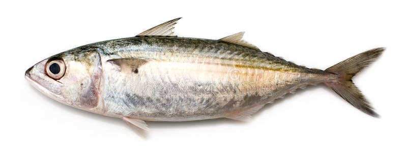 Mackerel Fish Images
