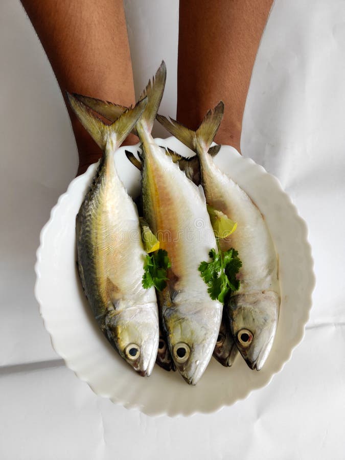 Indian Mackerel fish stock image. Image of fish, gedar - 201409795