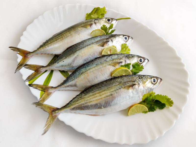 Indian Mackerel fish stock photo. Image of jerfa, gillat - 201409960