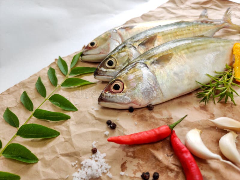 Indian Mackerel fish stock photo. Image of jerfa, laki - 201409208