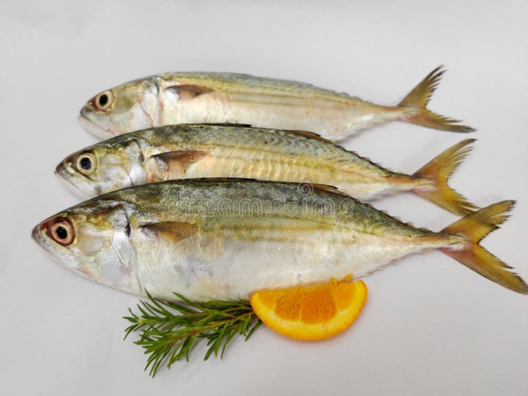 Indian Mackerel fish stock image. Image of gedar, ayla - 201409281