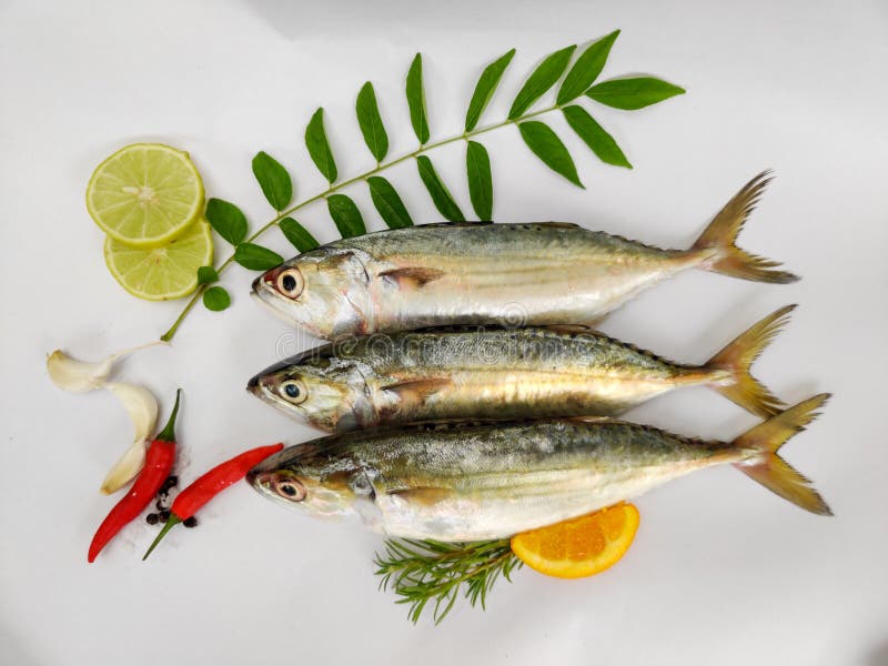 Indian Mackerel fish stock photo. Image of jerfa, indian - 201409364