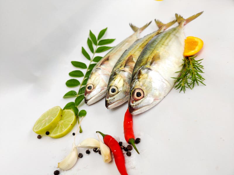 Indian Mackerel fish stock image. Image of kaulagedar - 201409483