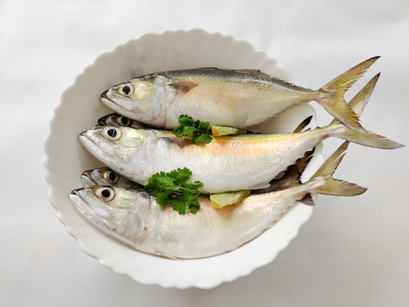 782 Indian Mackerel Fish Stock Photos - Free & Royalty-Free Stock ...