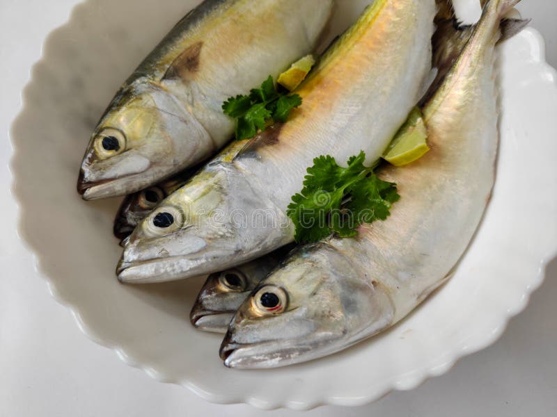Indian Mackerel fish stock photo. Image of ayila, indian - 201409688