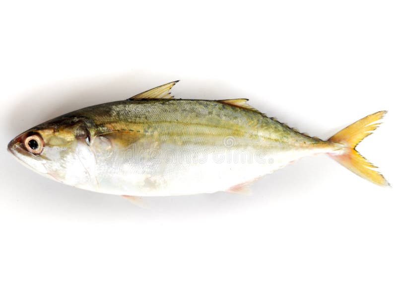 Indian Mackerel fish stock photo. Image of kaulagedar - 201409534