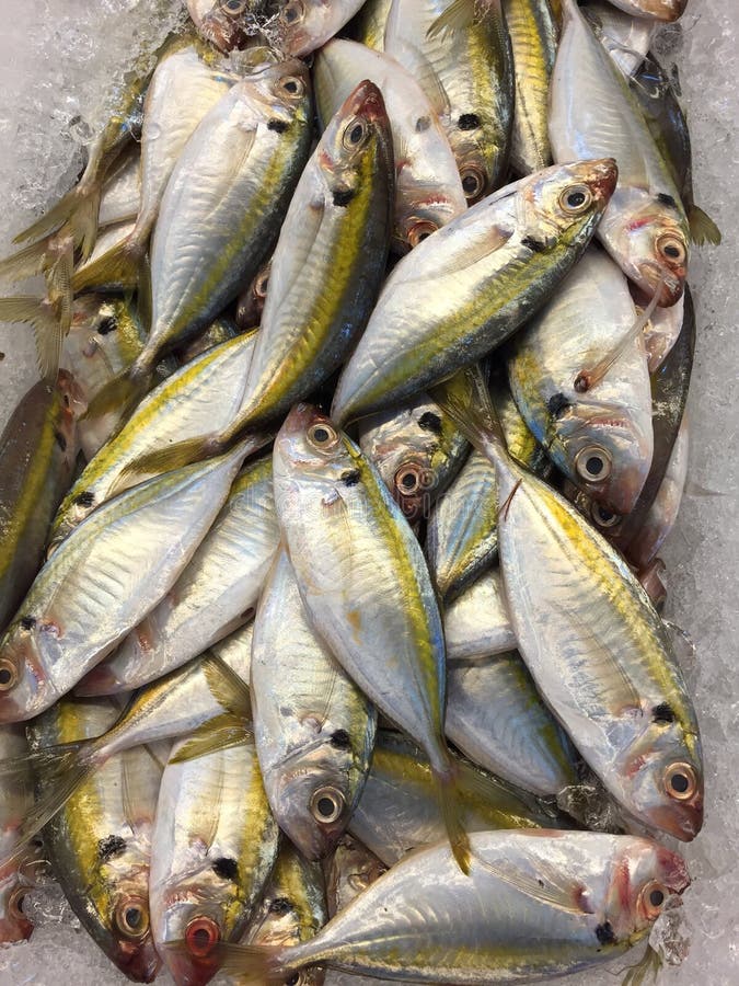 Yellow scad stock photo. Image of fresh, mackerel, seafood - 55176462