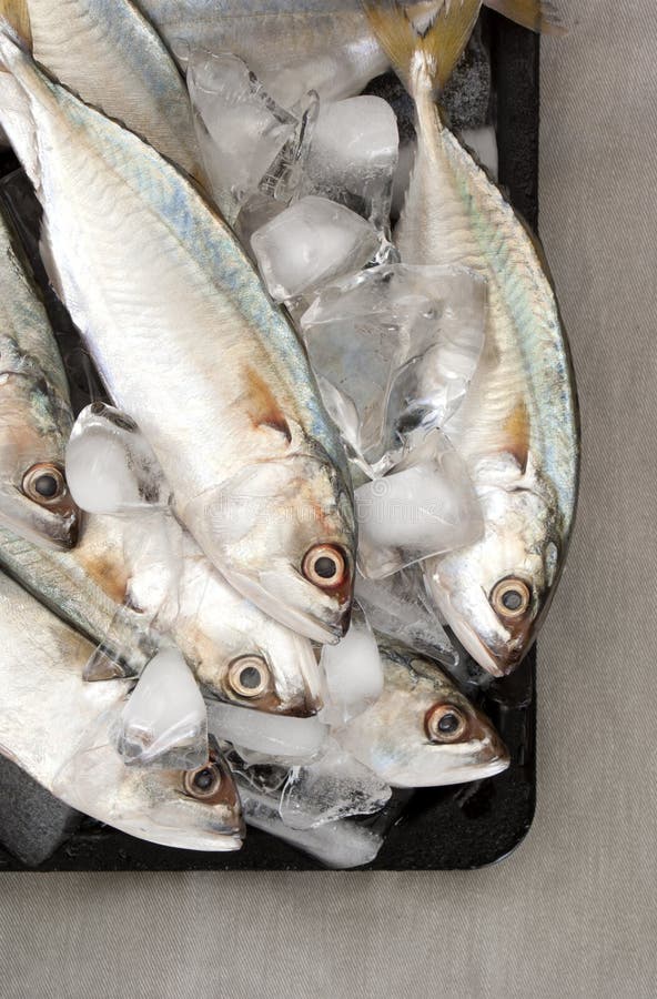 1+ Kembong Free Stock Photos - StockFreeImages