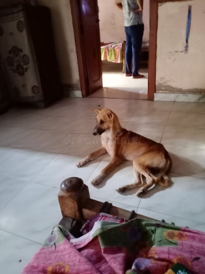 Indian Mail My Lovely Dog in My House Stock Photo - Image of indian ...