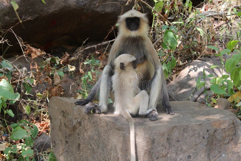 294 Weak Animals Stock Photos - Free & Royalty-Free Stock Photos from ...