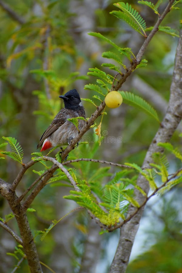 235 Maina Stock Photos - Free & Royalty-Free Stock Photos from Dreamstime