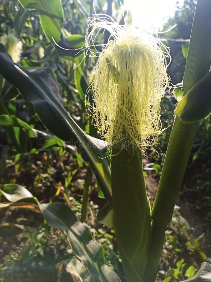 584 Makka Stock Photos - Free & Royalty-Free Stock Photos from Dreamstime