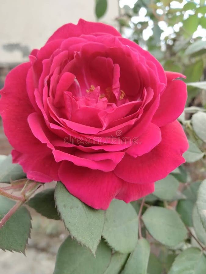 Indian Male this is Beautiful Red Rose Stock Photo - Image of wanderful ...