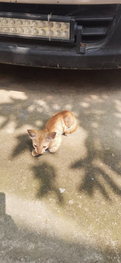 Indian male cat stock photo. Image of wildlife, head - 222853156
