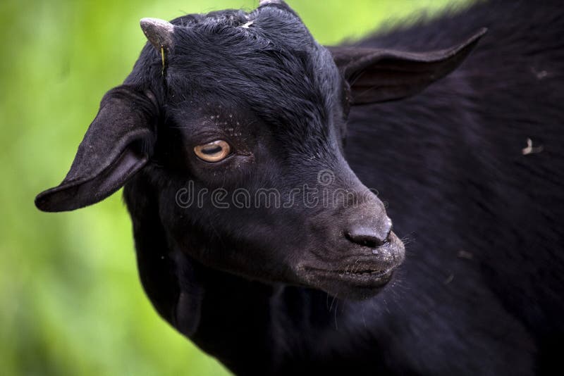 Indian male goat stock photo. Image of horse, beautiful - 226800472