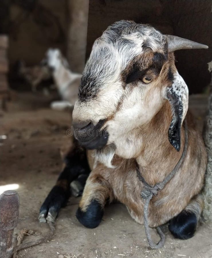 Indian male goat stock photo. Image of male, village - 126028502