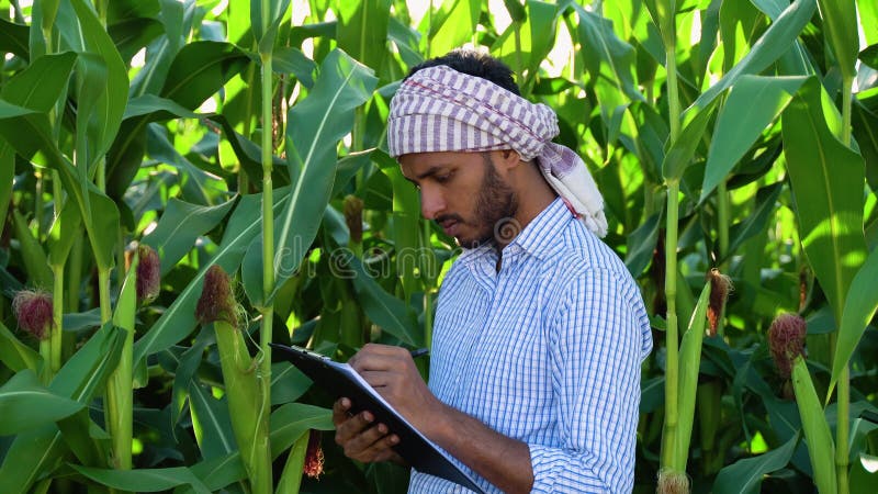Indian Man Farmer Inspecting a Corn Field, Using a Tablet To Record the ...