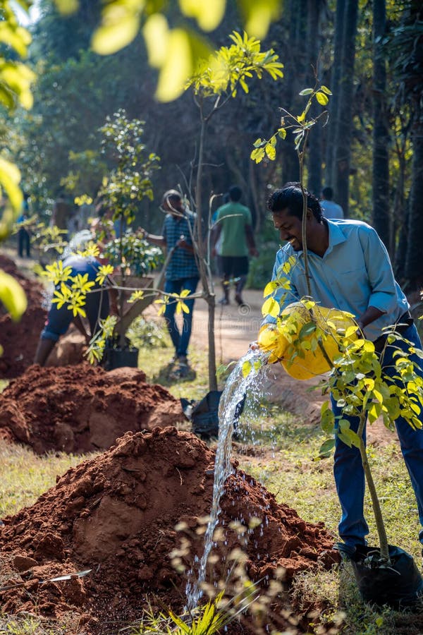 Indian Man Pouring Water for Tree Planting Editorial Stock Image ...