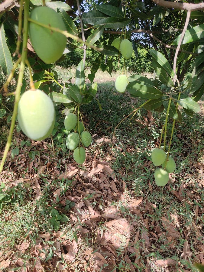 Indian Mango Kacchi Keri Tree Stock Photo - Image of mango, keri: 220018316