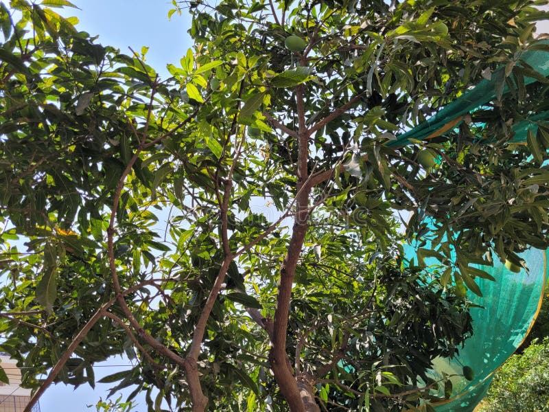 Indian Mango Tree with Green Mangos in Summer Stock Photo - Image of ...