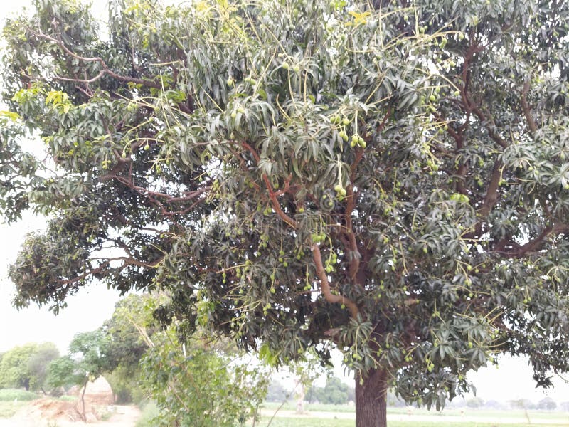 315 Little Mango Tree Stock Photos - Free & Royalty-Free Stock Photos ...