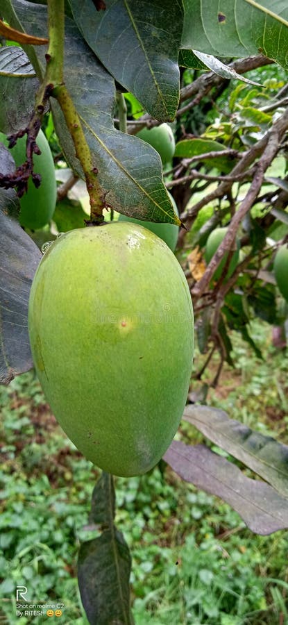 Mango Tree Nature Indian Mango Stock Photo - Image of village, mango ...