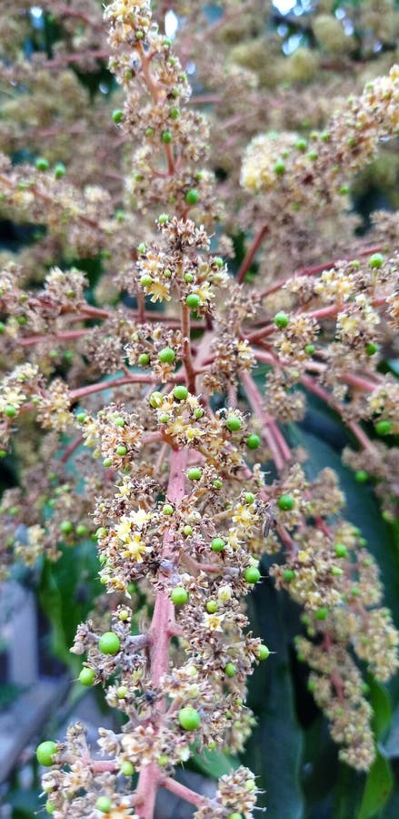 Indian Mango Tree`s Bud and Tiny Mango Stock Photo - Image of small ...