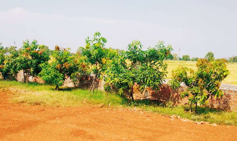 Indian Mango Trees Form House Image Stock Image - Image of mango, trees ...
