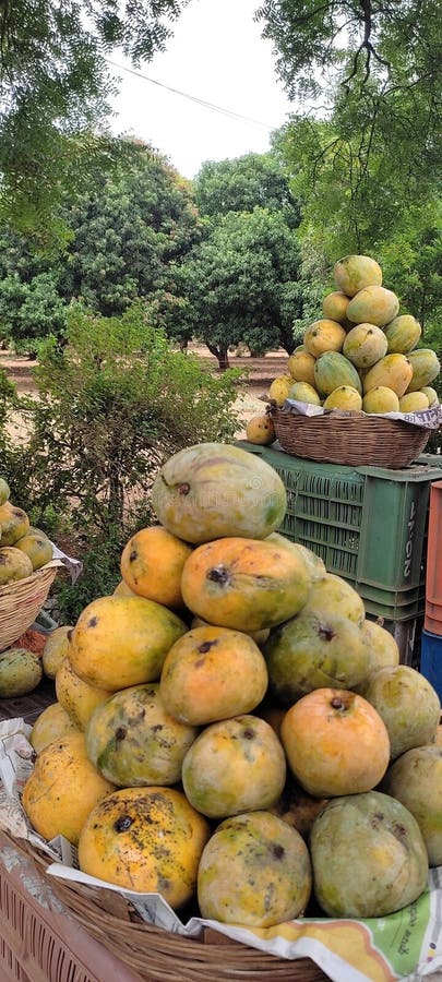 Indian Mangoes in a shop stock photo. Image of gourd - 282585842