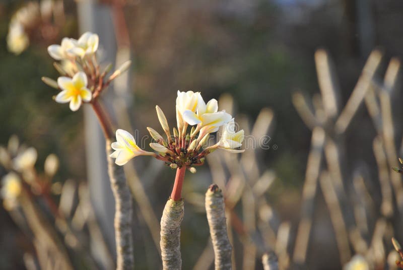 Indian Magnolia Chafa stock photo. Image of fragrence - 169775490