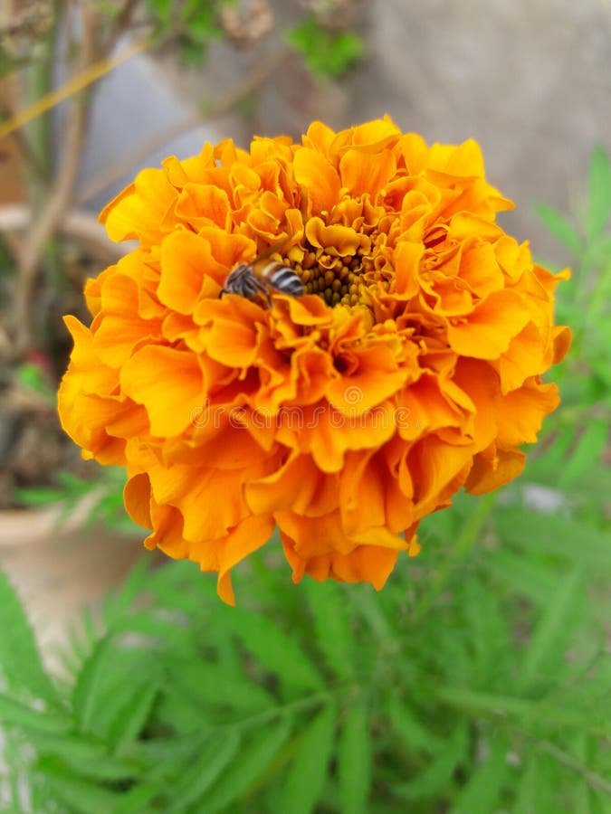 Indian Marigold Genda Phool Full HD Image stock - Image du indien ...