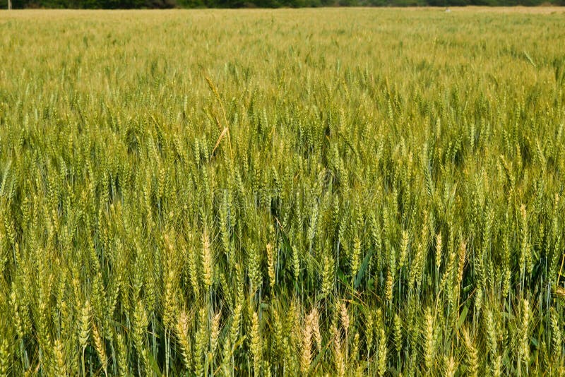 Indian Meadows -fields of Punjab Stock Image - Image of haryana, fields ...