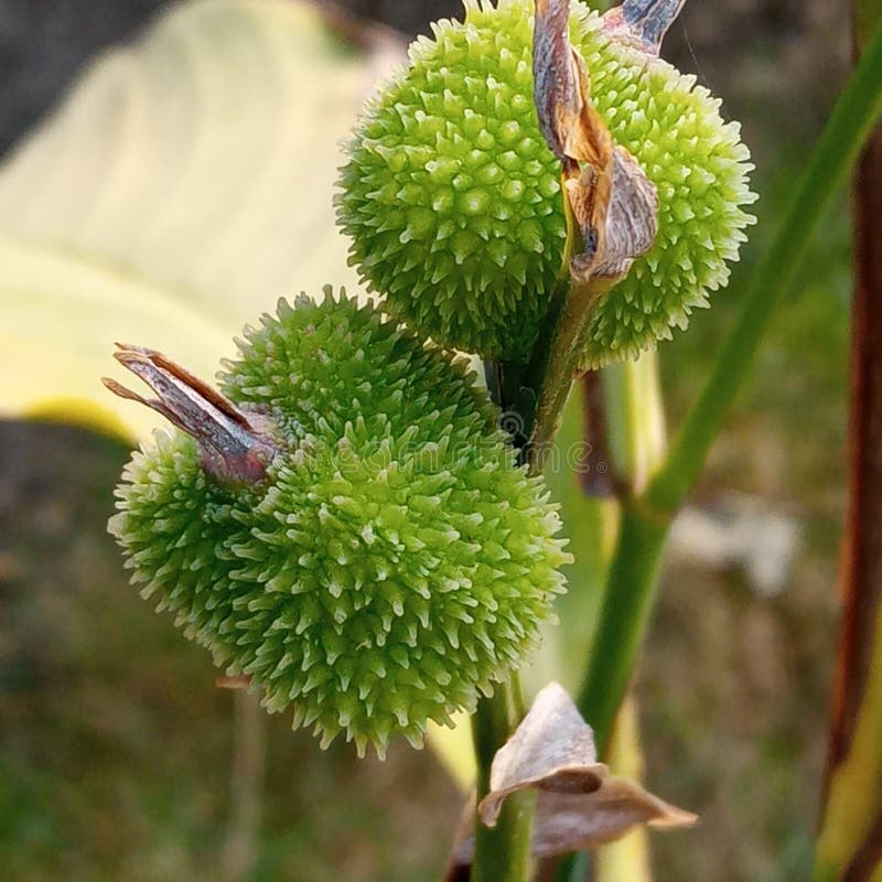Indian Mel Beautiful Flower Fruit Stock Photo - Image of circle ...